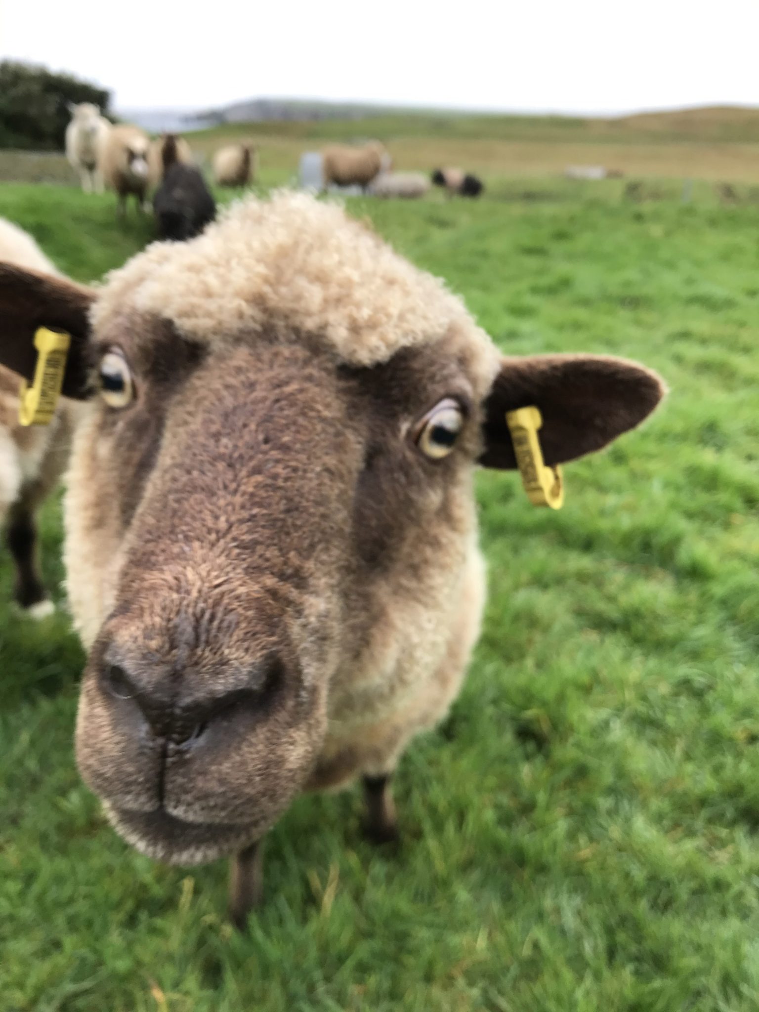 Garths Croft - run by Chris Dyer on Bressay in Shetland