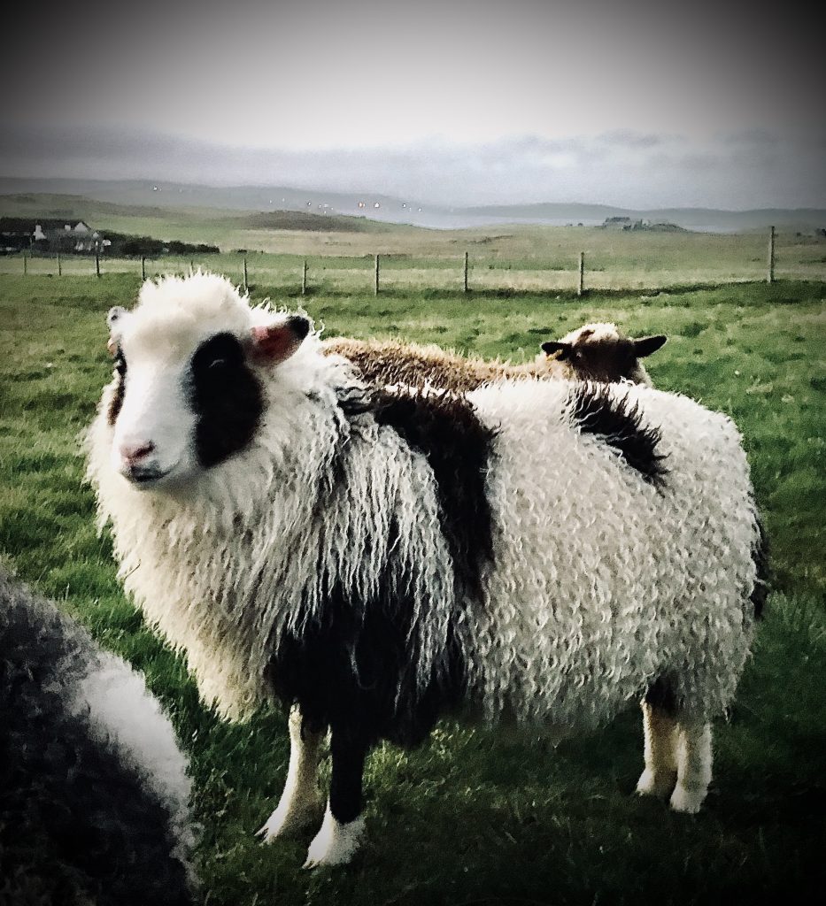 Garths Croft - run by Chris Dyer on Bressay in Shetland
