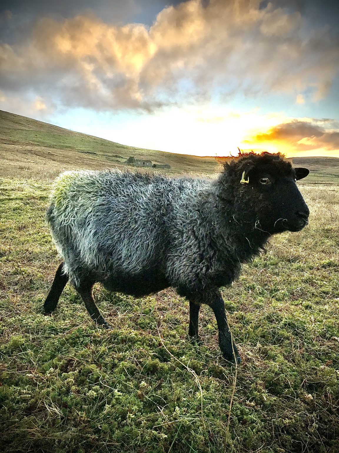 Garthscroft – Bressay, Shetland